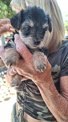 Palmdale, CA - Yorkie Poo/Yorkie, Yorkshire Terrier. Meet Sweet pea a ...