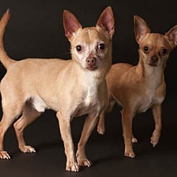 Chicago, IL - Chihuahua. Meet Mini & Chico a Pet for Adoption ...