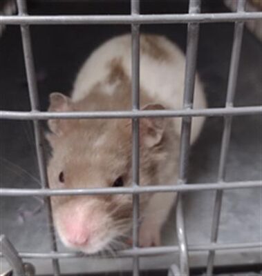 Las Vegas, NV - Hamster. Meet *LESTER VAN LUSTER a Pet for Adoption ...