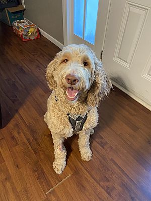 Huntsville, AL - Goldendoodle. Meet Cap a Pet for Adoption - AdoptaPet.com