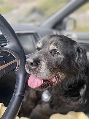 Beverly Hills, CA - Newfoundland/Cocker Spaniel. Meet Mr. Bear CP a Pet ...