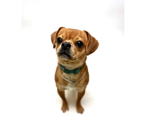 Hayward, CA - Pug. Meet LILY a Pet for Adoption - AdoptaPet.com