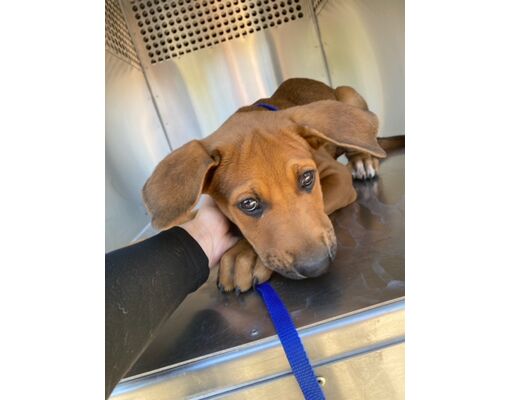 Phoenix, AZ - Rhodesian Ridgeback. Meet MILO a Pet for Adoption ...