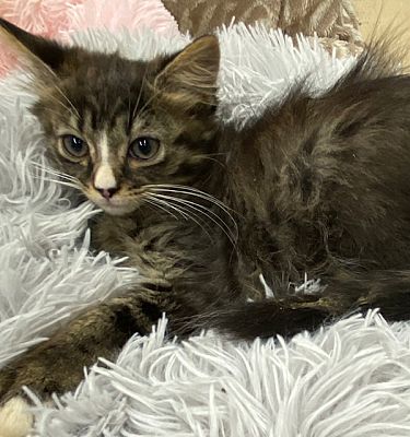 Philadelphia, PA - Maine Coon. Meet Mack a Pet for Adoption - AdoptaPet.com