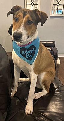 Charlotte, NC - Beagle/Hound (Unknown Type). Meet PUPPY NASH a Pet for ...