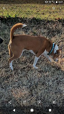 Lawton, OK - Beagle. Meet Eli a Pet for Adoption - AdoptaPet.com