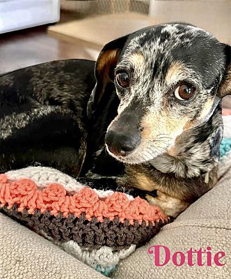 Mandeville, LA - Dachshund. Meet DOTTIE a Pet for Adoption - AdoptaPet.com
