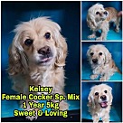 Cocker Spaniel Puppies - Rescue and Adoption Near You