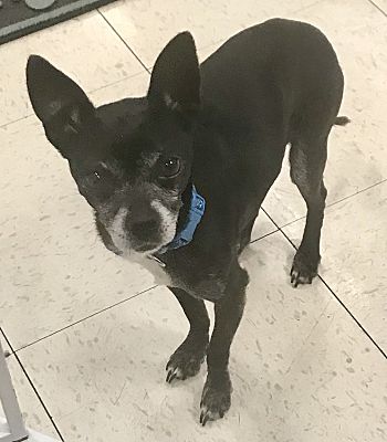 Castro Valley, CA - Chihuahua. Meet Carlito a Pet for Adoption ...