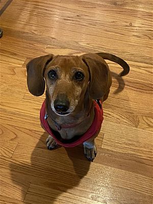 Brookfield, CT - Dachshund. Meet Oscar17 (bonded with Frankie3) a Pet ...