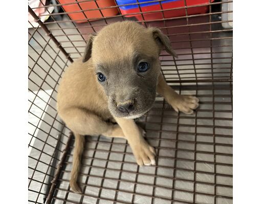 Yuma, AZ - Boxer/American Pit Bull Terrier. Meet Angy a Pet for ...