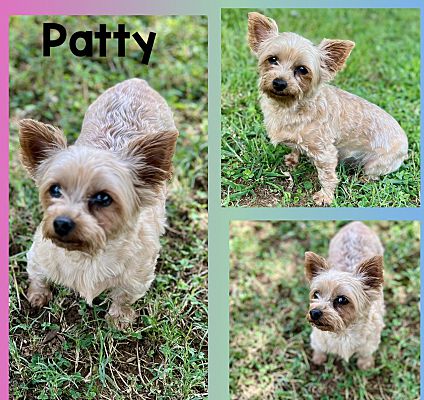 Ashland City, TN - Yorkie, Yorkshire Terrier. Meet Patty a Pet for ...