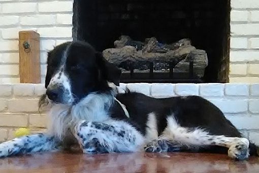 Southhaven,, MS - Australian Shepherd/Border Collie. Meet Wonder a Pet ...