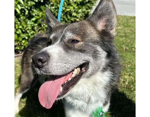 Anchorage, AK - Husky. Meet STOUT a Pet for Adoption - AdoptaPet.com