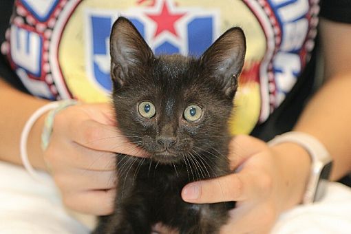 Provo, UT - Domestic Shorthair. Meet Trip Tucker a Pet for Adoption ...