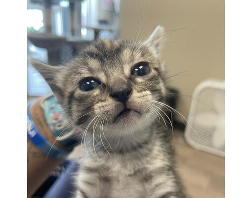Portland, TX - American Shorthair. Meet Tilly a Pet for Adoption ...