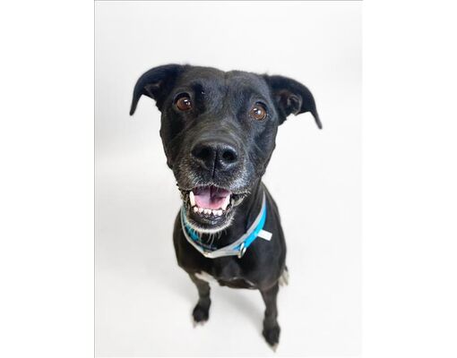 Hayward, CA - American Pit Bull Terrier. Meet ECHO a Pet for Adoption ...