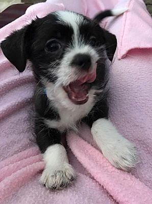 Thompson, CT - Shih Tzu/Boston Terrier. Meet Murphy a Pet for Adoption ...