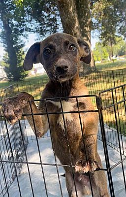 Marlton, NJ - Belgian Malinois. Meet Rex a Pet for Adoption - AdoptaPet.com