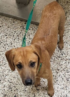 Pendleton, OR - Terrier (Unknown Type, Small). Meet Trace a Pet for ...