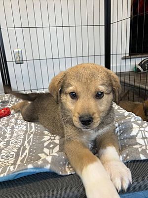 South Bend, IN - Australian Shepherd. Meet Grayson a Pet for Adoption ...