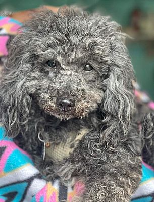 Freeport, NY - Poodle (Standard). Meet Truffle a Pet for Adoption ...