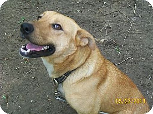 corbin, KY - German Shepherd Dog/Labrador Retriever. Meet Sweetpea a ...
