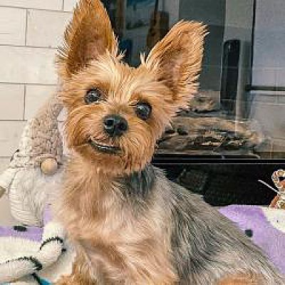 Tustin, CA - Yorkie, Yorkshire Terrier. Meet Tucker a Pet for Adoption ...