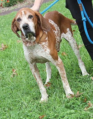Marietta, OH - English (Redtick) Coonhound. Meet Preacher (Photos 9/13 ...