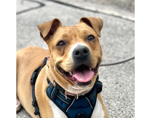 Cincinnati, OH - Rhodesian Ridgeback/Terrier (Unknown Type, Medium ...