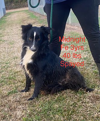 Groton, MA - Border Collie. Meet Midnight a Pet for Adoption ...