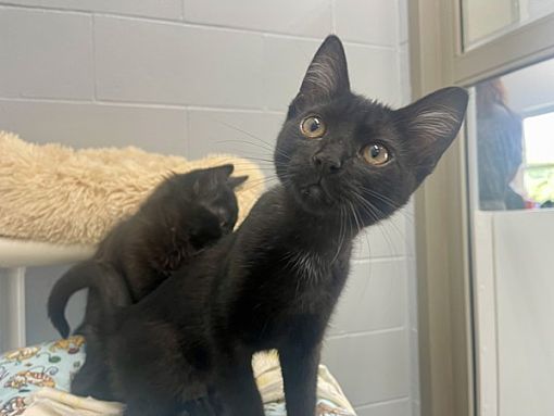 Orillia, ON - Domestic Shorthair. Meet Jagger a Pet for Adoption ...