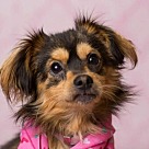 Papillon Puppies - Papillon Rescue and Adoption Near You