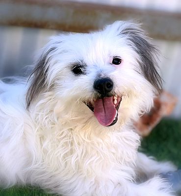 Hondo, TX - Havanese/Maltipoo. Meet Adam a Pet for Adoption - AdoptaPet.com