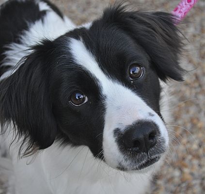 Atlanta, GA - Border Collie/Collie. Meet Jack a Pet for Adoption ...
