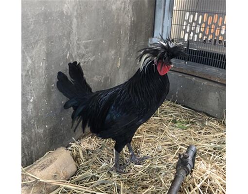 Los Angeles, CA - Chicken. Meet ROCKADOO a Pet for Adoption - AdoptaPet.com