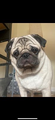 Meriden, CT - Pug. Meet Zoey a Pet for Adoption - AdoptaPet.com