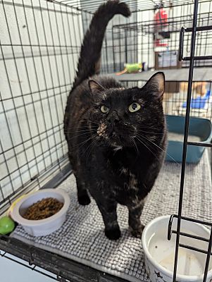 Reeds Spring, MO - American Shorthair. Meet Ruthie a Pet for Adoption ...