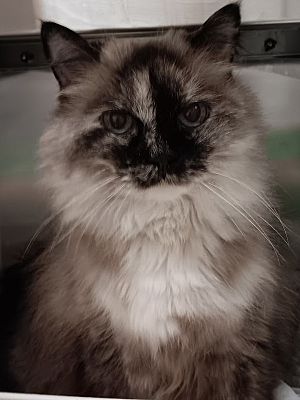 Golden, CO - Ragdoll. Meet Maggie a Pet for Adoption - AdoptaPet.com