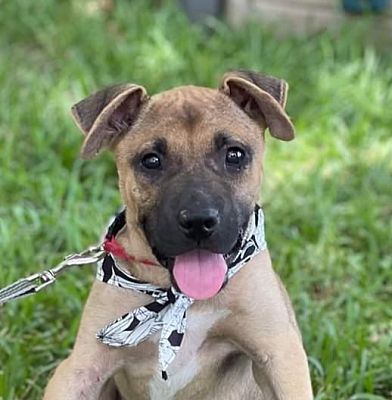 Portland, OR - Black Mouth Cur/Pit Bull Terrier. Meet Rocky Davidson ...