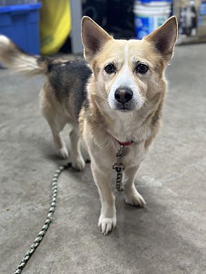 Stanton, MI - Corgi. Meet Pine a Pet for Adoption - AdoptaPet.com