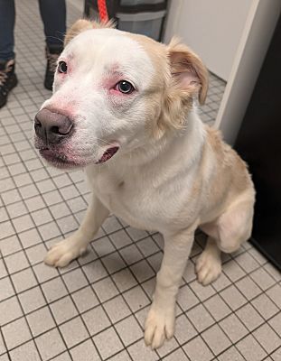 Fall River, MA - Labrador Retriever/Mixed Breed (Medium). Meet Sunshine ...