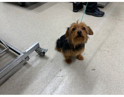 Grand Prairie, TX - Yorkie, Yorkshire Terrier. Meet CALLIE a Pet for ...