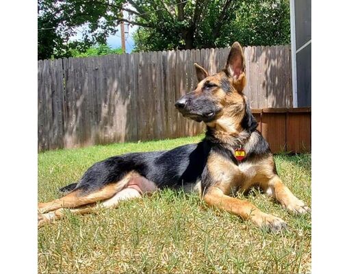 Seattle, WA - German Shepherd Dog. Meet Peggy Lee a Pet for Adoption ...
