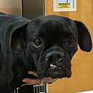 Pug Puppies - Pug Rescue and Adoption Near You