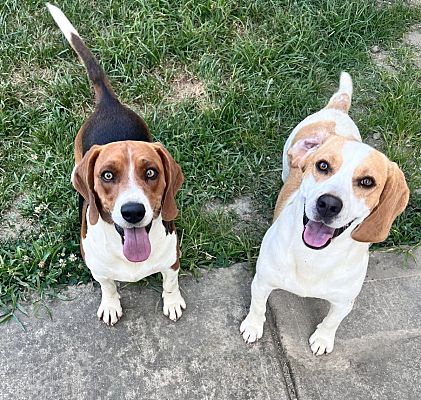 Charlotte, NC - Beagle/Beagle. Meet Melo & Rocky a Pet for Adoption ...