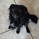 Papillon Puppies - Papillon Rescue and Adoption Near You