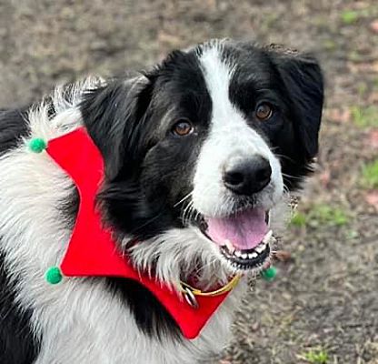 Newport, NC - Springer Spaniel. Meet Lily a Pet for Adoption ...