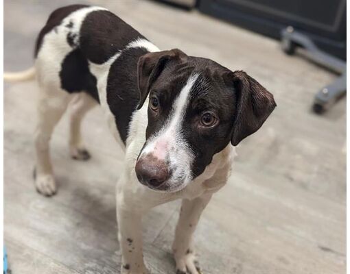 Ames, IA - Australian Shepherd/German Shorthaired Pointer. Meet WILLIS ...