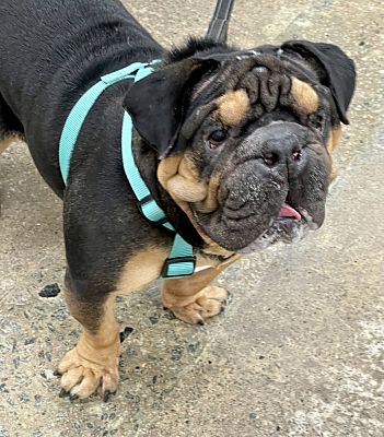 Atlanta, GA - Shar Pei/English Bulldog. Meet Gert a Pet for Adoption ...